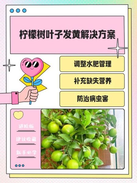 柠檬叶子发黄怎么办_柠檬叶子发黄的原因-第1张图片-山城妙识