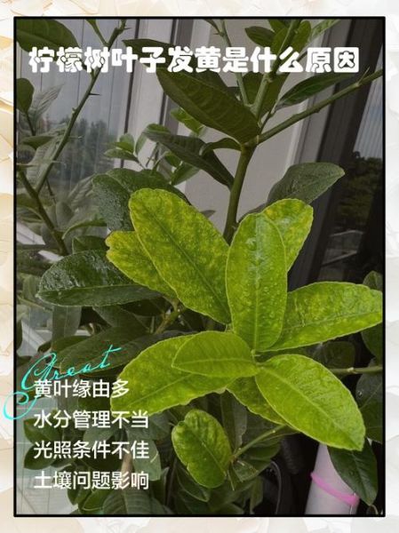 柠檬叶子发黄怎么办_柠檬叶子发黄的原因-第3张图片-山城妙识
