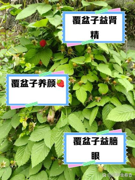 覆盆子功效与作用_覆盆子用法用量-第3张图片-山城妙识 覆盆子功效与作用_覆盆子用法用量-第3张图片-山城妙识