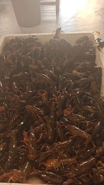 活龙虾图片大全大图真实_活龙虾怎么挑选-第2张图片-山城妙识 活龙虾图片大全大图真实_活龙虾怎么挑选-第2张图片-山城妙识