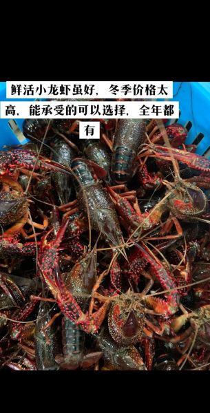 活龙虾图片大全大图真实_活龙虾怎么挑选-第1张图片-山城妙识 活龙虾图片大全大图真实_活龙虾怎么挑选-第1张图片-山城妙识