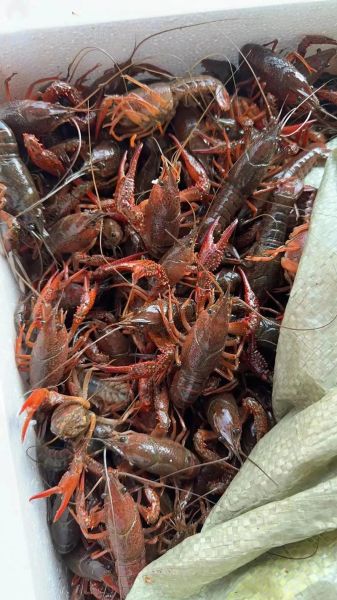 活龙虾图片大全大图真实_活龙虾怎么挑选-第3张图片-山城妙识 活龙虾图片大全大图真实_活龙虾怎么挑选-第3张图片-山城妙识