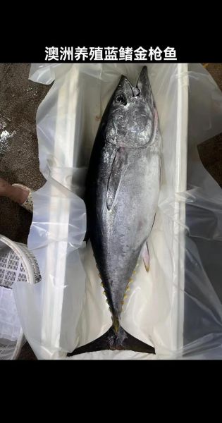 蓝鳍金枪鱼多少钱一斤_蓝鳍金枪鱼价格走势-第1张图片-山城妙识