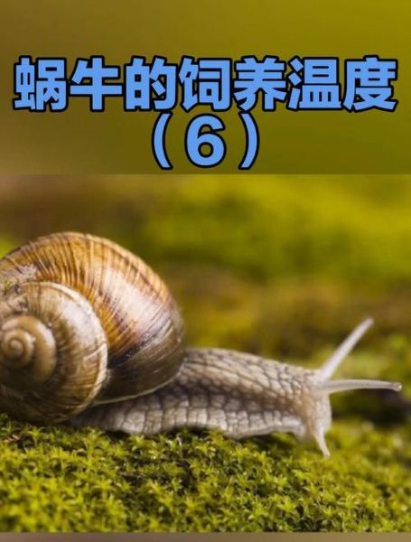 蜗牛养殖基地怎么选_蜗牛养殖基地多少钱-第2张图片-山城妙识