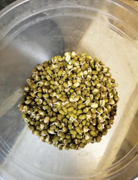 在家自制绿豆芽最简单的方法_绿豆芽怎么发最快-第1张图片-山城妙识