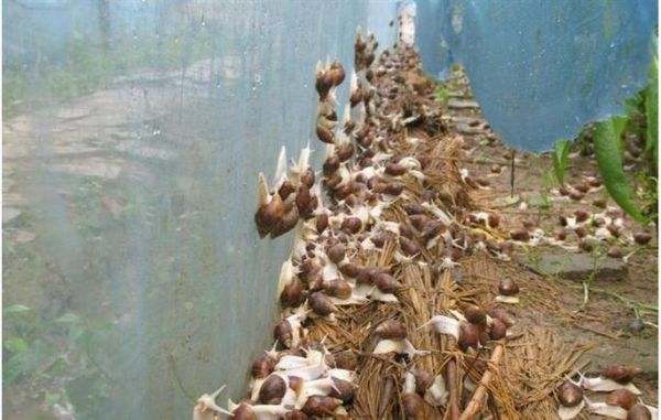 蜗牛养殖基地怎么选_蜗牛养殖基地多少钱-第1张图片-山城妙识