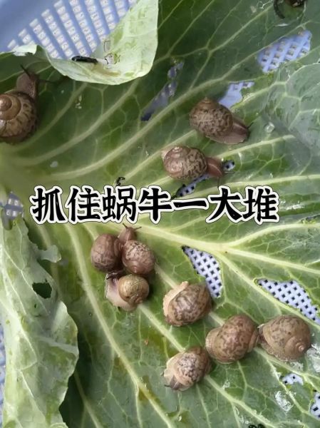 蜗牛养殖基地怎么选_蜗牛养殖基地多少钱-第3张图片-山城妙识