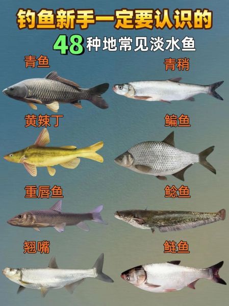 淡水鱼种类大全图片及名称_如何快速识别常见淡水鱼-第1张图片-山城妙识