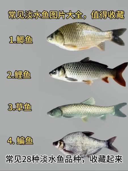 淡水鱼种类大全图片及名称_如何快速识别常见淡水鱼-第3张图片-山城妙识