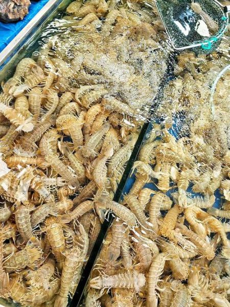 虾姑图片大全_虾姑和皮皮虾的区别-第2张图片-山城妙识