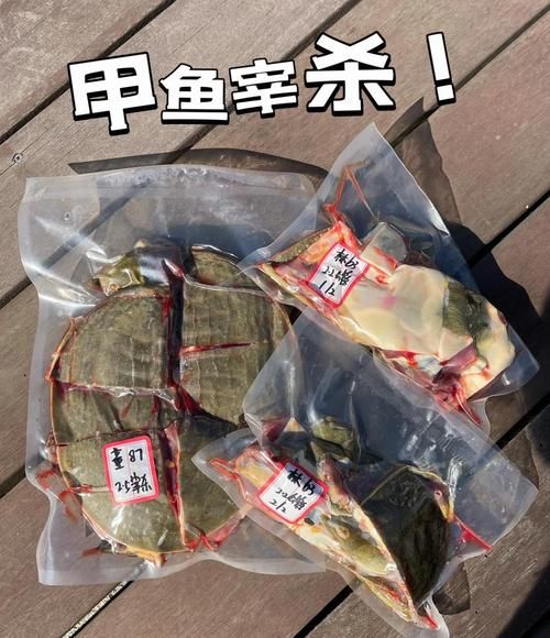 甲鱼怎么宰杀_甲鱼宰杀后怎么处理-第2张图片-山城妙识 甲鱼怎么宰杀_甲鱼宰杀后怎么处理-第2张图片-山城妙识