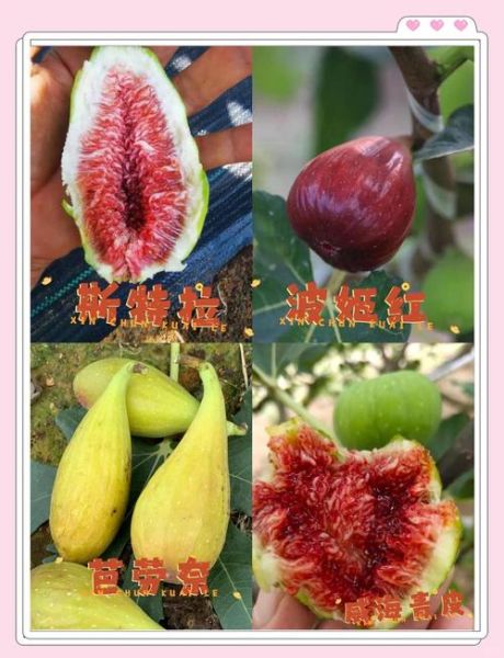爱玉果是无花果吗_爱玉果和无花果的区别-第2张图片-山城妙识
