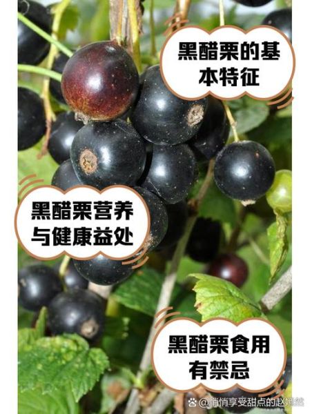 黑醋栗的功效与作用_黑醋栗怎么吃效果最好-第1张图片-山城妙识 黑醋栗的功效与作用_黑醋栗怎么吃效果最好-第1张图片-山城妙识