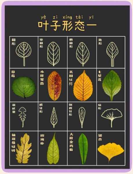 树叶图片大全大图_如何识别常见树叶-第1张图片-山城妙识 树叶图片大全大图_如何识别常见树叶-第1张图片-山城妙识