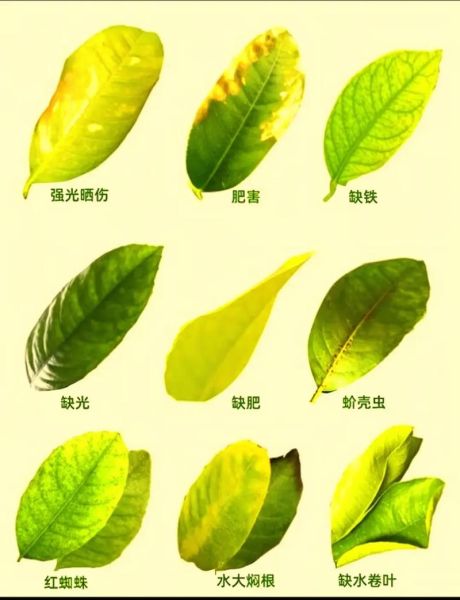 树叶图片大全大图_如何识别常见树叶-第3张图片-山城妙识 树叶图片大全大图_如何识别常见树叶-第3张图片-山城妙识