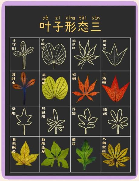 树叶图片大全大图_如何识别常见树叶-第2张图片-山城妙识 树叶图片大全大图_如何识别常见树叶-第2张图片-山城妙识