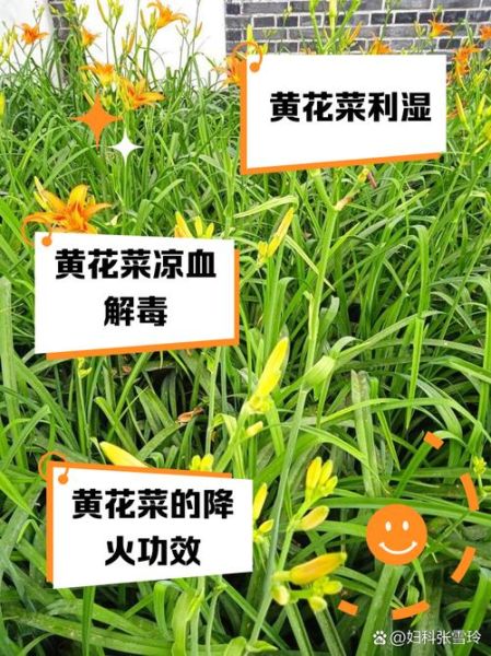 黄花菜的功效与作用是什么_黄花菜怎么吃最营养-第1张图片-山城妙识 黄花菜的功效与作用是什么_黄花菜怎么吃最营养-第1张图片-山城妙识