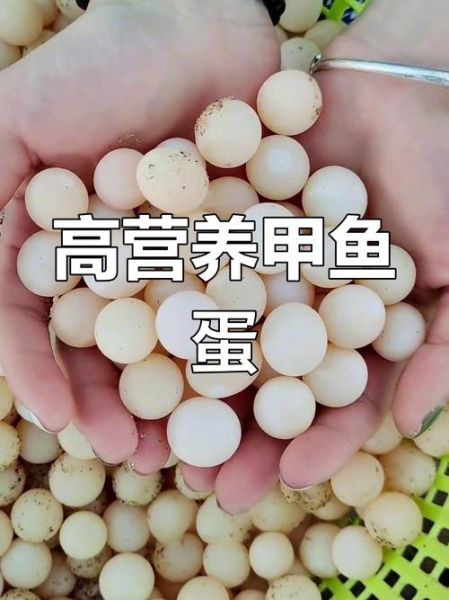 甲鱼蛋的副作用有哪些_甲鱼蛋吃多了会怎样-第2张图片-山城妙识