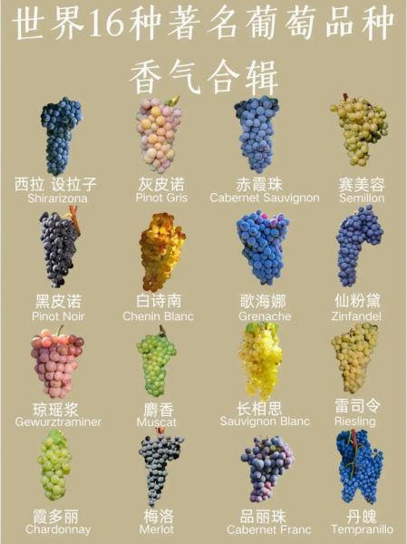 酿葡萄酒用什么葡萄最好_家庭自酿选哪种品种-第1张图片-山城妙识