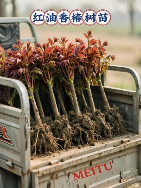 露天种香椿一亩多少棵_香椿种植密度怎么算-第2张图片-山城妙识 露天种香椿一亩多少棵_香椿种植密度怎么算-第2张图片-山城妙识