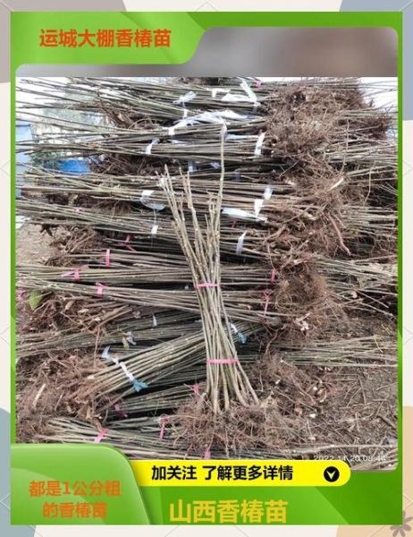 露天种香椿一亩多少棵_香椿种植密度怎么算-第1张图片-山城妙识 露天种香椿一亩多少棵_香椿种植密度怎么算-第1张图片-山城妙识