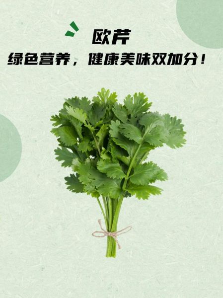 欧芹和西芹的区别_哪个更好吃-第1张图片-山城妙识 欧芹和西芹的区别_哪个更好吃-第1张图片-山城妙识