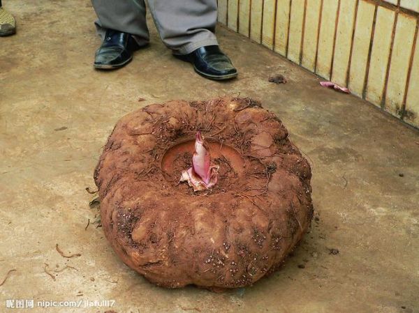 魔芋是什么科_魔芋是天南星科植物吗-第2张图片-山城妙识 魔芋是什么科_魔芋是天南星科植物吗-第2张图片-山城妙识