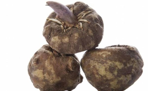 魔芋是什么科_魔芋是天南星科植物吗-第3张图片-山城妙识 魔芋是什么科_魔芋是天南星科植物吗-第3张图片-山城妙识