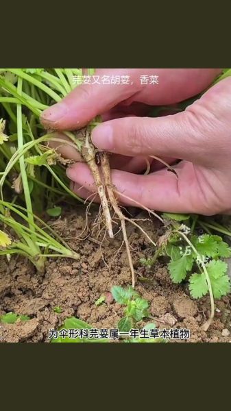 芫荽是哪里的叫法_北方人为什么叫香菜-第3张图片-山城妙识 芫荽是哪里的叫法_北方人为什么叫香菜-第3张图片-山城妙识