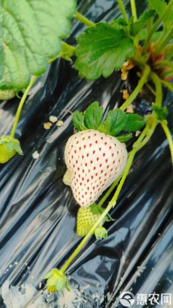 白露吃什么水果_白露节气水果推荐-第1张图片-山城妙识 白露吃什么水果_白露节气水果推荐-第1张图片-山城妙识