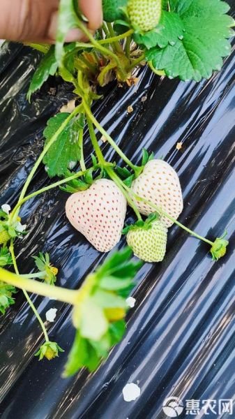 白露吃什么水果_白露节气水果推荐-第2张图片-山城妙识 白露吃什么水果_白露节气水果推荐-第2张图片-山城妙识