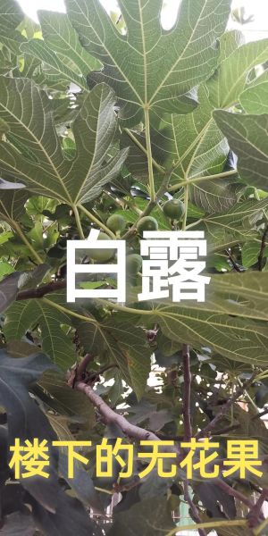 白露吃什么水果_白露节气水果推荐-第3张图片-山城妙识 白露吃什么水果_白露节气水果推荐-第3张图片-山城妙识