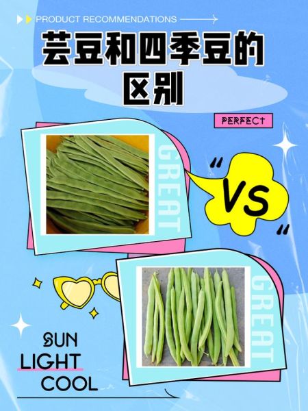 大芸豆图片大全_大芸豆和芸豆的区别是什么-第1张图片-山城妙识