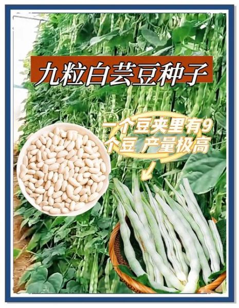 大芸豆图片大全_大芸豆和芸豆的区别是什么-第2张图片-山城妙识