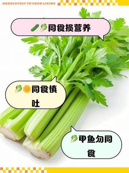 芹菜不能和什么一起吃_六种相克食物清单-第3张图片-山城妙识