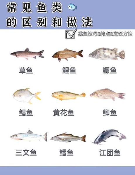 常见淡水鱼种类有哪些_如何区分海水鱼和淡水鱼-第3张图片-山城妙识