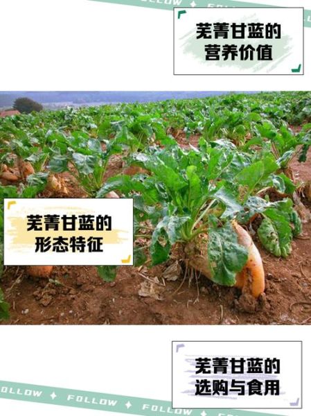 芜菁甘蓝图片_如何区分芜菁与甘蓝-第1张图片-山城妙识 芜菁甘蓝图片_如何区分芜菁与甘蓝-第1张图片-山城妙识