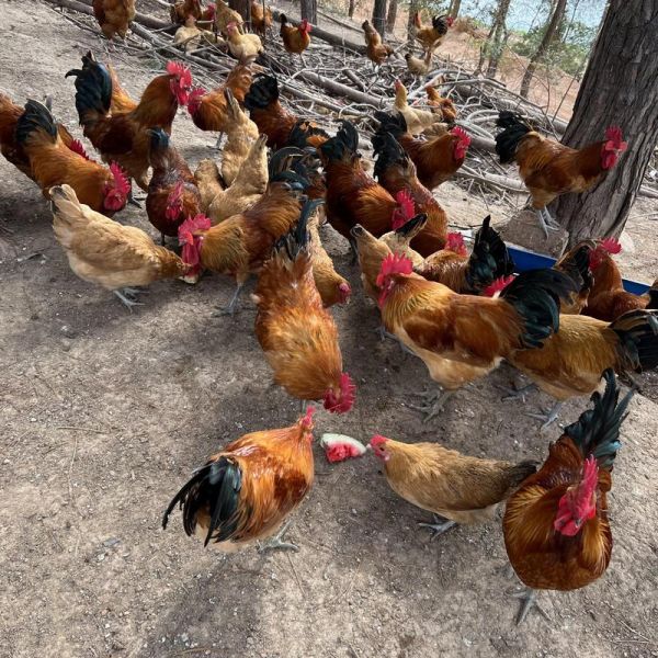 花菇和香菇哪个营养价值高_花菇和香菇的区别与功效-第3张图片-山城妙识 花菇和香菇哪个营养价值高_花菇和香菇的区别与功效-第3张图片-山城妙识