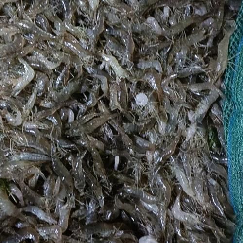 河虾市场价多少钱一斤_2024最新行情-第3张图片-山城妙识 河虾市场价多少钱一斤_2024最新行情-第3张图片-山城妙识