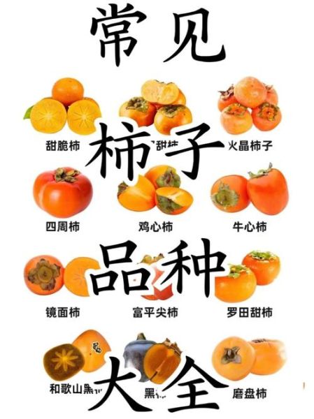 柿子一天最多可以吃几个_吃柿子过量会怎样-第1张图片-山城妙识 柿子一天最多可以吃几个_吃柿子过量会怎样-第1张图片-山城妙识