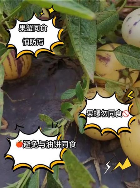 人参果不能和什么一起吃_人参果相克的食物有哪些-第2张图片-山城妙识