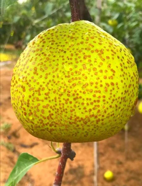 莱阳梨的由来_莱阳梨为什么叫慈梨-第1张图片-山城妙识 莱阳梨的由来_莱阳梨为什么叫慈梨-第1张图片-山城妙识