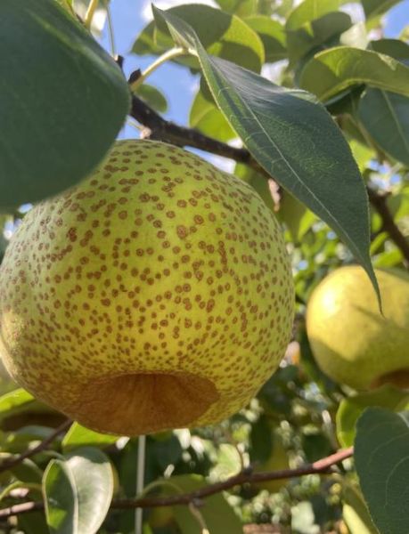 莱阳梨的由来_莱阳梨为什么叫慈梨-第3张图片-山城妙识 莱阳梨的由来_莱阳梨为什么叫慈梨-第3张图片-山城妙识