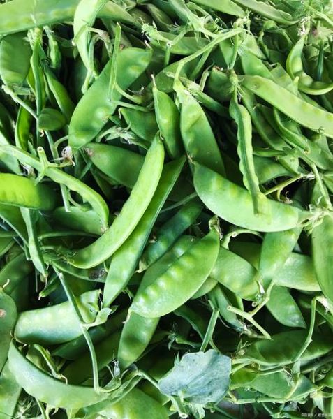 荷兰豆怎么焯水_焯水多久才翠绿-第2张图片-山城妙识 荷兰豆怎么焯水_焯水多久才翠绿-第2张图片-山城妙识