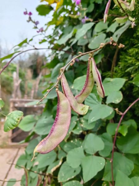 白扁豆花多少钱一斤_白扁豆花价格行情-第2张图片-山城妙识