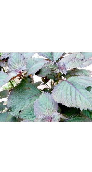 野生紫苏叶图片长什么样_如何辨别真假野生紫苏叶-第2张图片-山城妙识