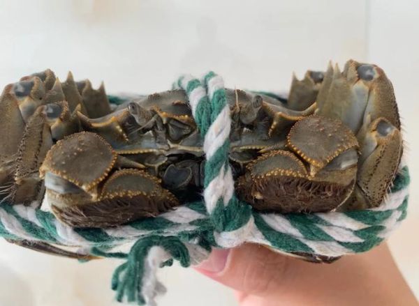 绑好的大闸蟹怎么保存_大闸蟹能放几天不死-第2张图片-山城妙识