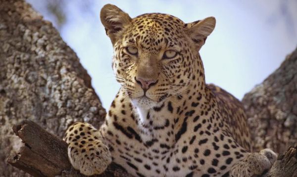 豹子图片高清壁纸哪里找_豹子高清壁纸怎么下载-第2张图片-山城妙识