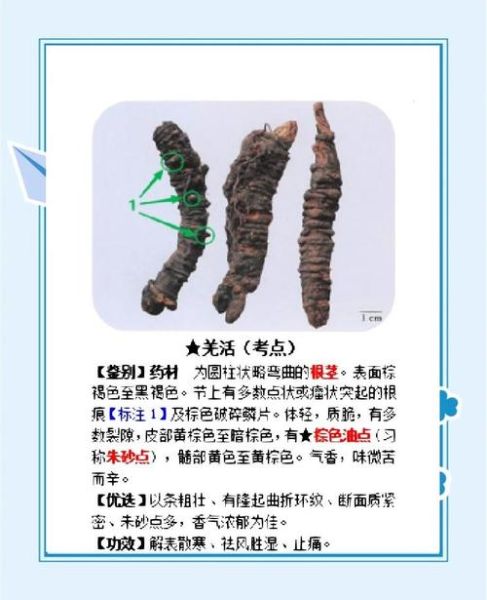 羌活的功效与作用_羌活能治什么病-第2张图片-山城妙识 羌活的功效与作用_羌活能治什么病-第2张图片-山城妙识