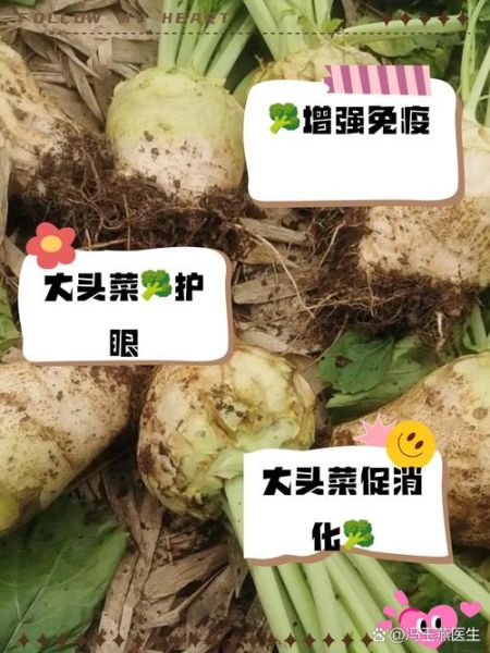 日本大头菜是什么菜_日本大头菜和芜菁区别-第3张图片-山城妙识 日本大头菜是什么菜_日本大头菜和芜菁区别-第3张图片-山城妙识